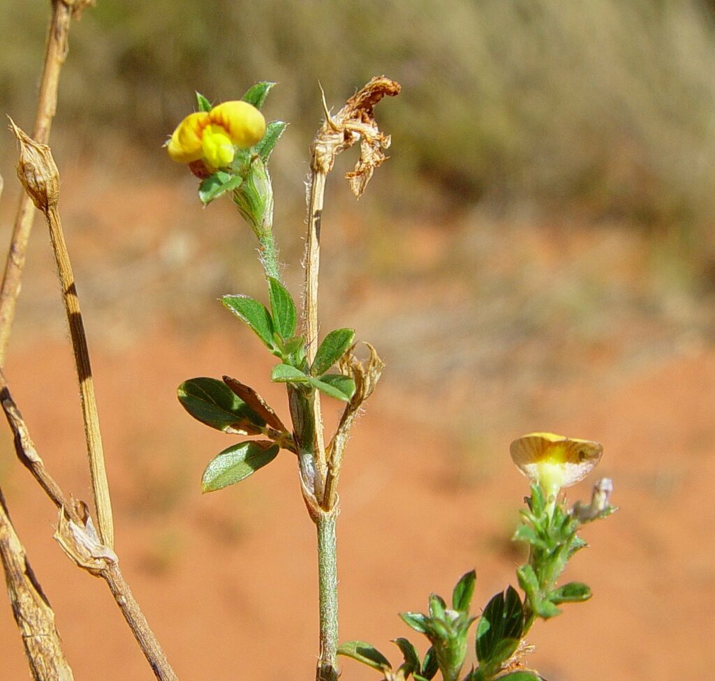 Caribbean Stylo from Roebuck WA 6725, Australia on September 13, 2004 ...