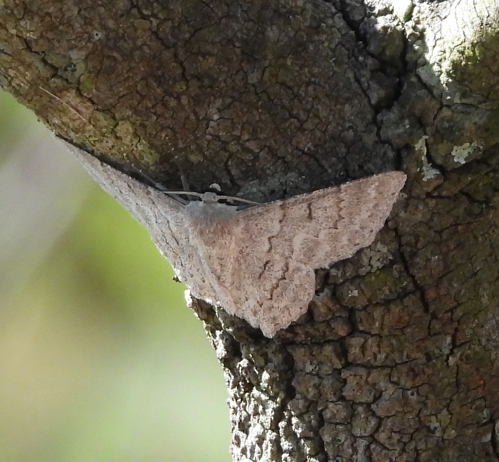 White Looper Moth from Milne Hill Reserve, Chermside West QLD 4032 ...