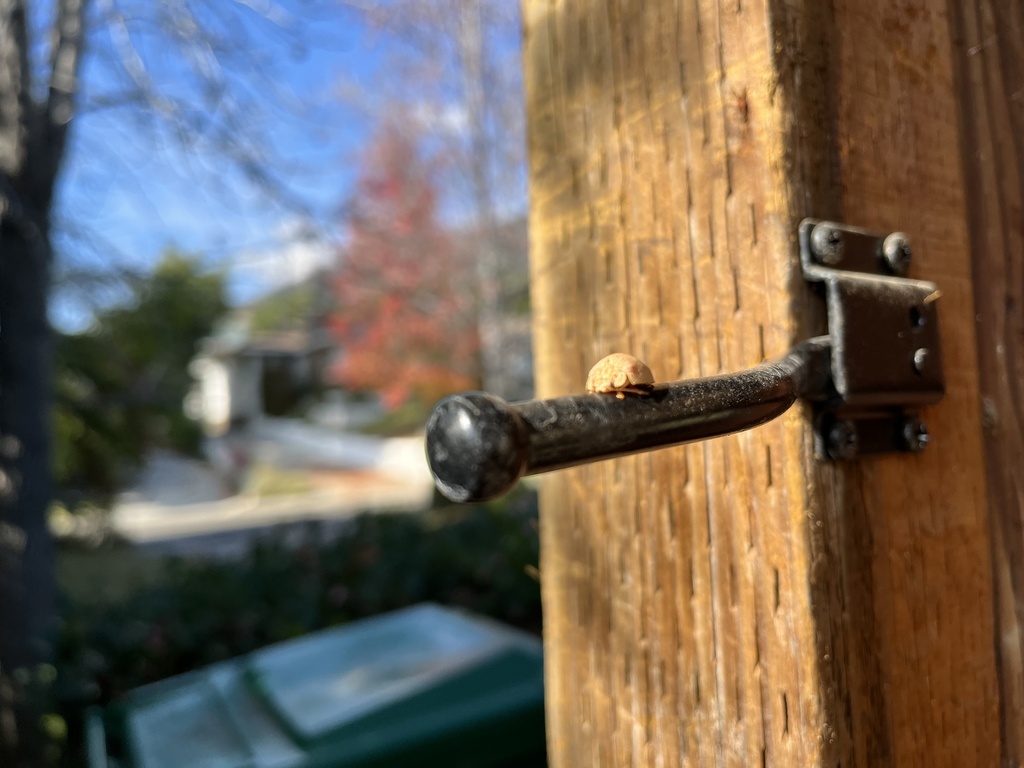 Dotted Paropsine Leaf Beetle from Highland Oaks Dr, Arcadia, CA, US on ...