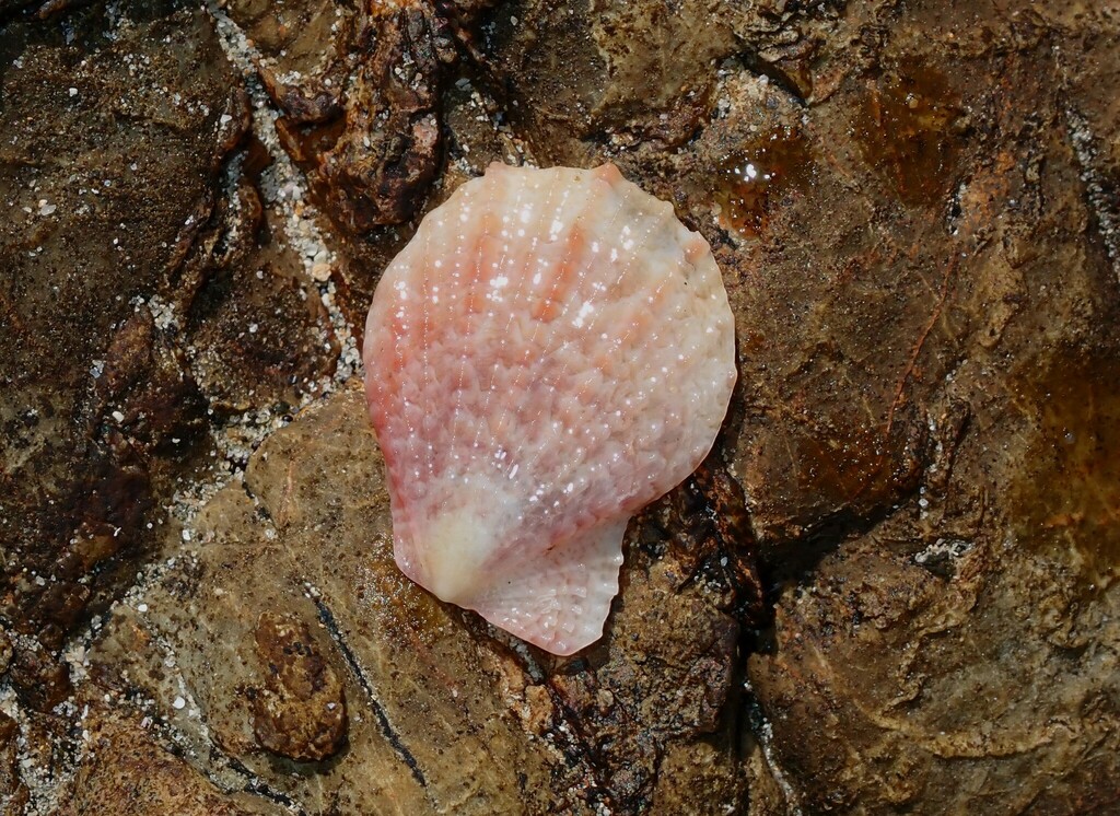 Livid Fan Scallop from Arrawarra NSW 2456, Australia on December 25 ...