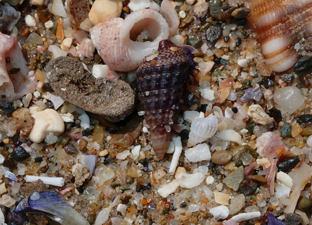 Cerithium coralium from Arrawarra NSW 2456, Australia on December 25 ...