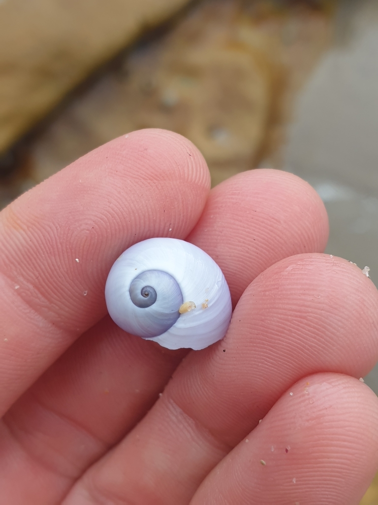 Violet Sea Snail from Coogee NSW 2034, Australia on December 25, 2023 ...