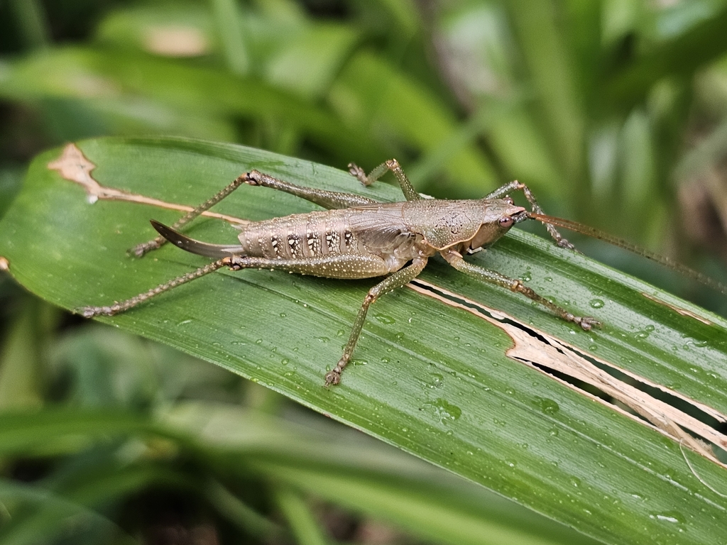 Austrosalomona from Salt Ash Public School, Cecilia Cl, Salt Ash NSW ...