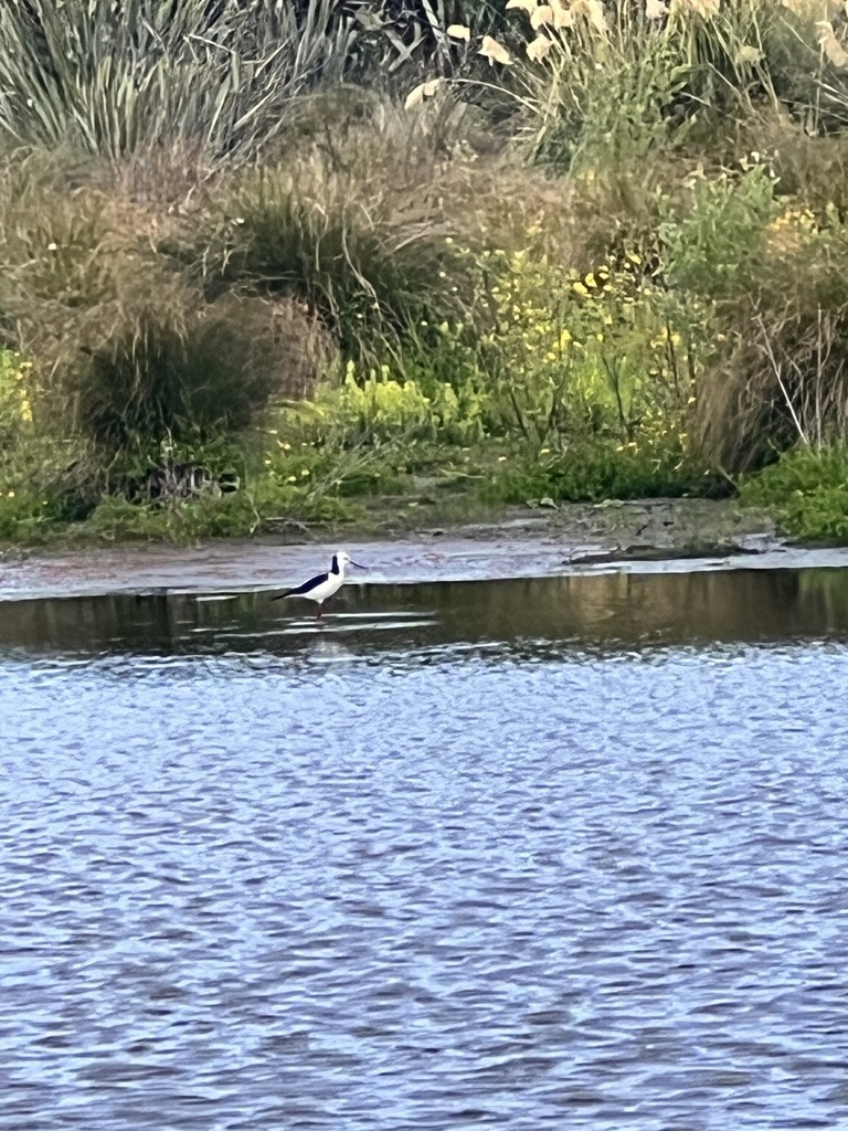 Pied Stilt from Travis Wetlands Nature Heritage Park, Christchurch ...