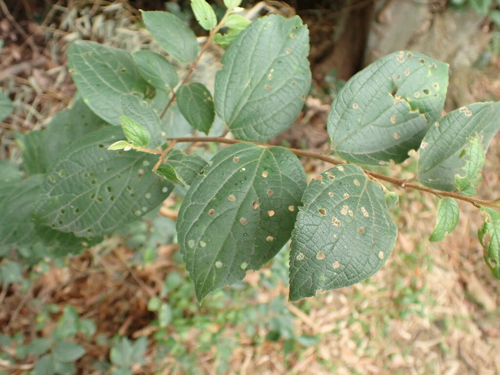 Chinese Hackberry from 台灣臺北 on December 24, 2023 at 10:41 AM by 周志和 ...