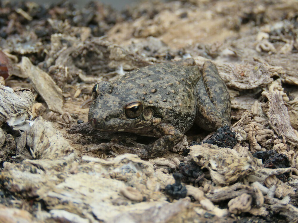 Bumpy Rocket Frog from Kirrama QLD 4872, Australia on July 18, 2018 at ...