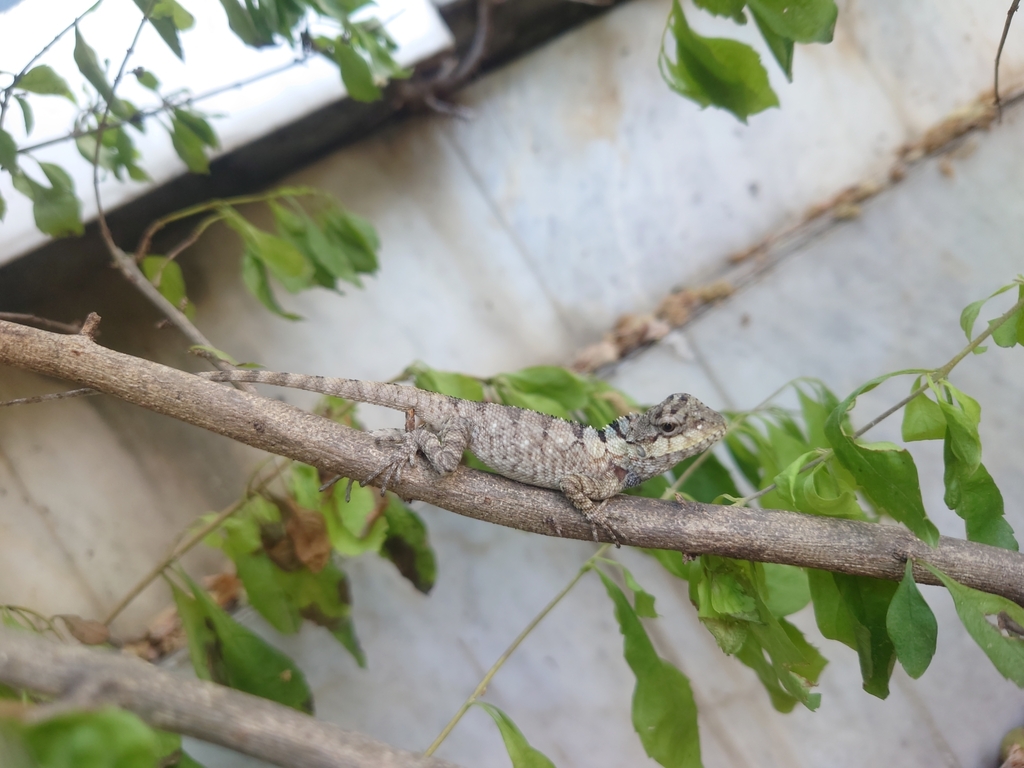 Siamese Blue Crested Lizard from Phra Sing, Mueang Chiang Mai District ...