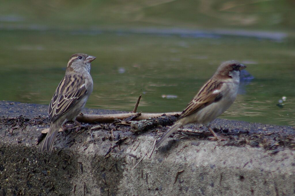 House Sparrow from Melbourne VIC, Australia on April 1, 2010 at 01:59 ...