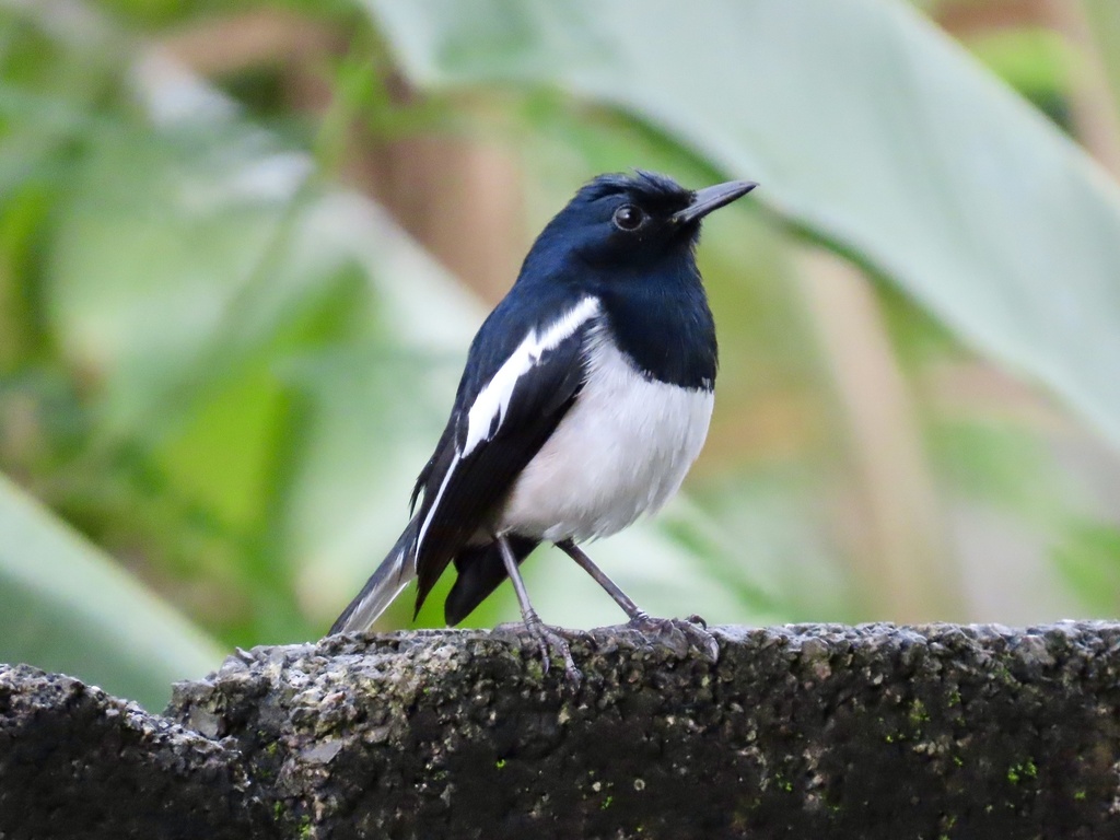 Copsychus saularis saularis from BaanTanKhun, Mueang Nakhon Si ...
