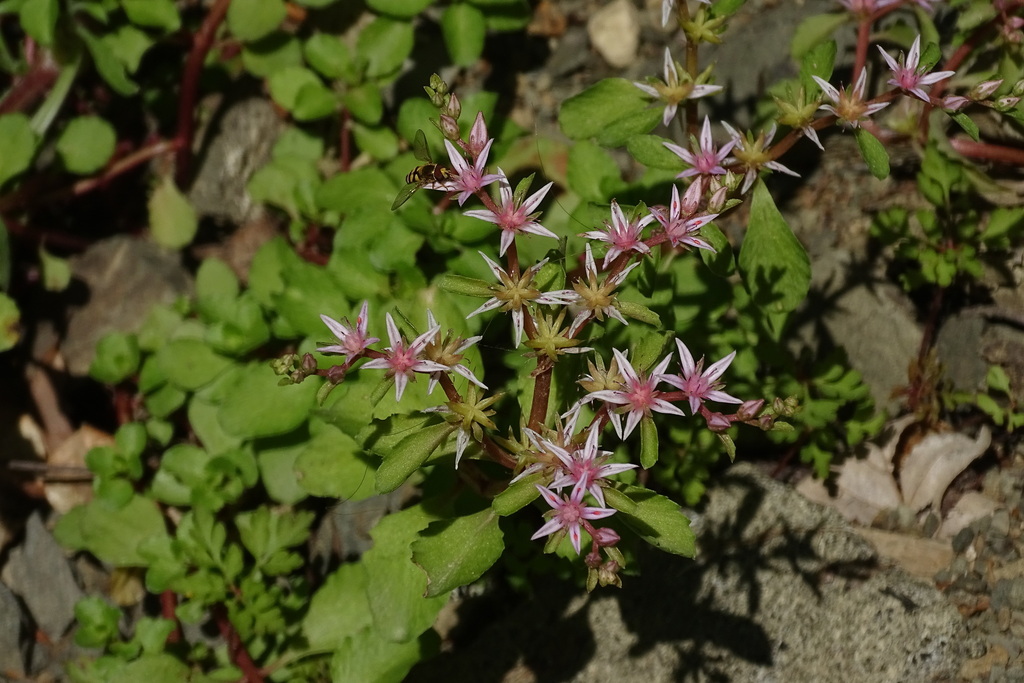 Lesser Caucasian-stonecrop from город-курорт Сочи, Краснодарский край ...