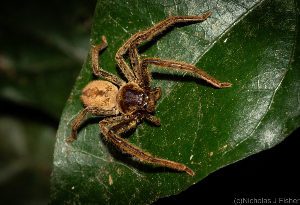 Fireback Huntsman Spider from Tamborine Mountain QLD 4272, Australia on ...