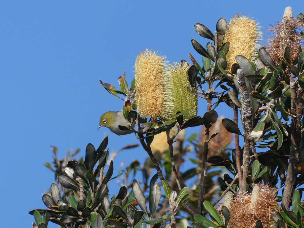 Coastal Banksia from South Ballina NSW 2478, Australia on August 29 ...