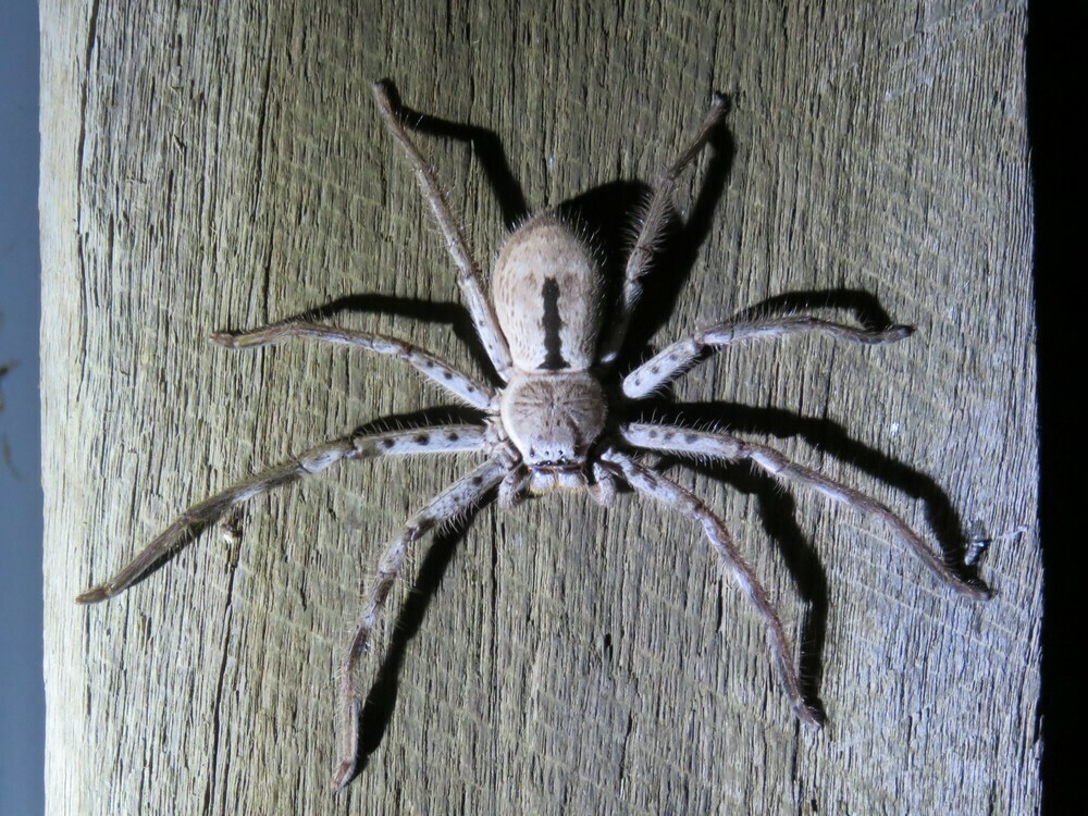 Grey Huntsman Spider from Whitsundays QLD 4802, Australia on 13 July ...