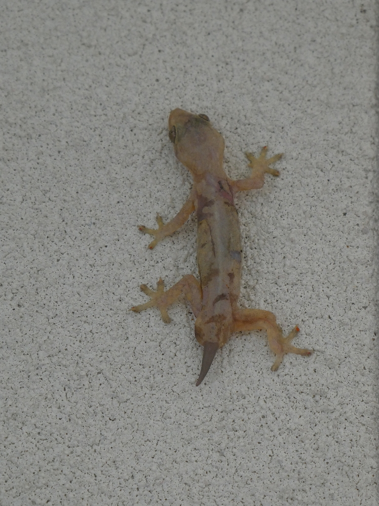 Typical Geckos from Brisbane QLD, Australia on December 25, 2023 at 05: ...