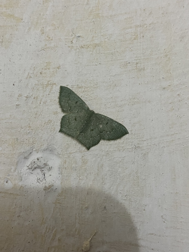 Hemitheini from Kurai, Seoni, MP, IN on December 25, 2023 at 04:03 PM by santoshedupuganti7 ...