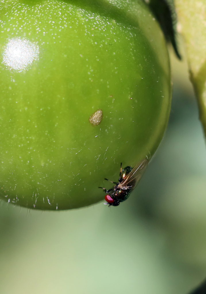 metallic-green tomato fly in December 2023 by siene · iNaturalist