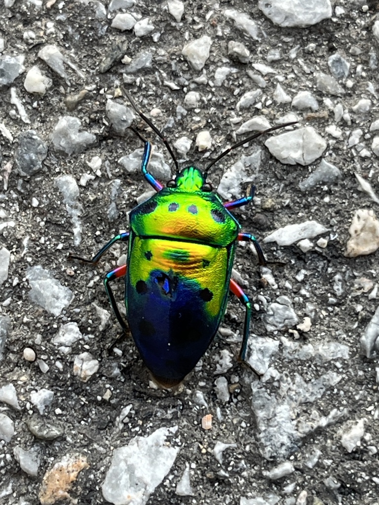 Calliphara excellens in December 2023 by Nakatada Wachi · iNaturalist