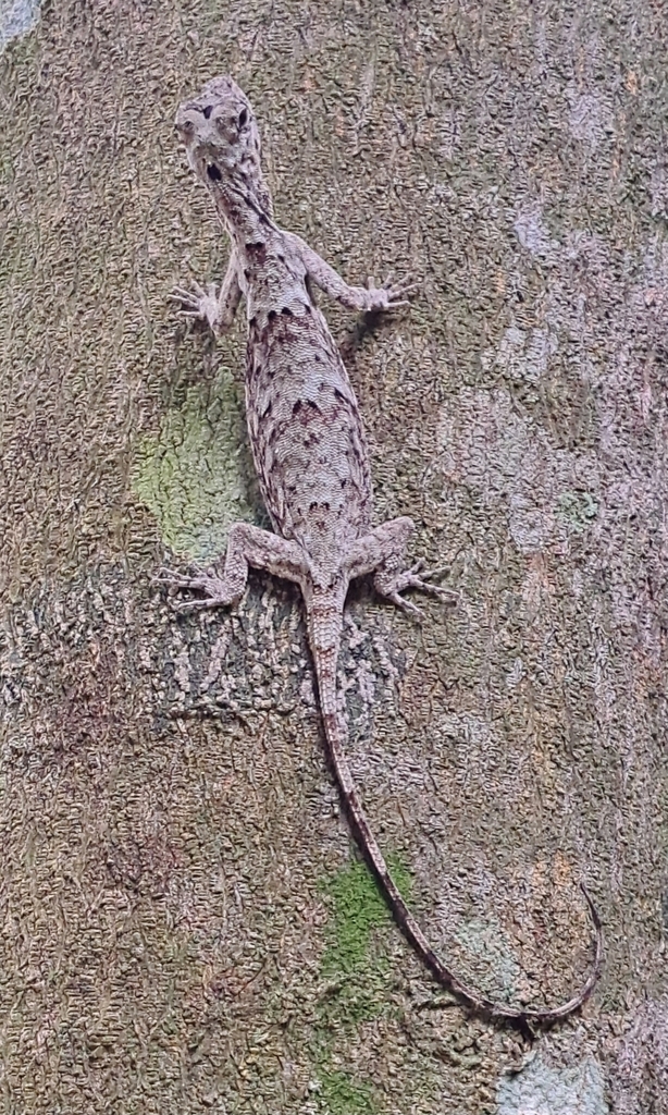 Sumatran Flying Dragon from Choa Chu Kang, Singapore on December 25 ...
