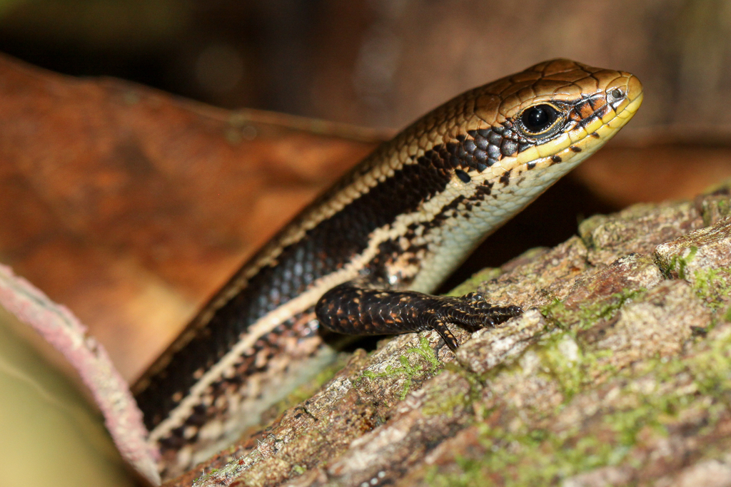 South American Spotted Skink from Maynas Province, Peru on June 7, 2013 ...