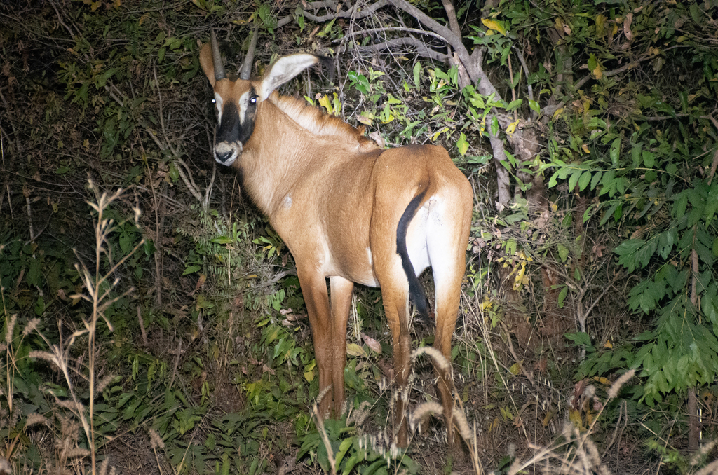 Western Roan Antelope from Alkaleri, Bauchi, Nigeria on December 21 ...