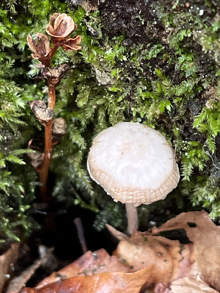 Bonnets from Paint Creek State Park, Greenfield, OH, US on December 24 ...