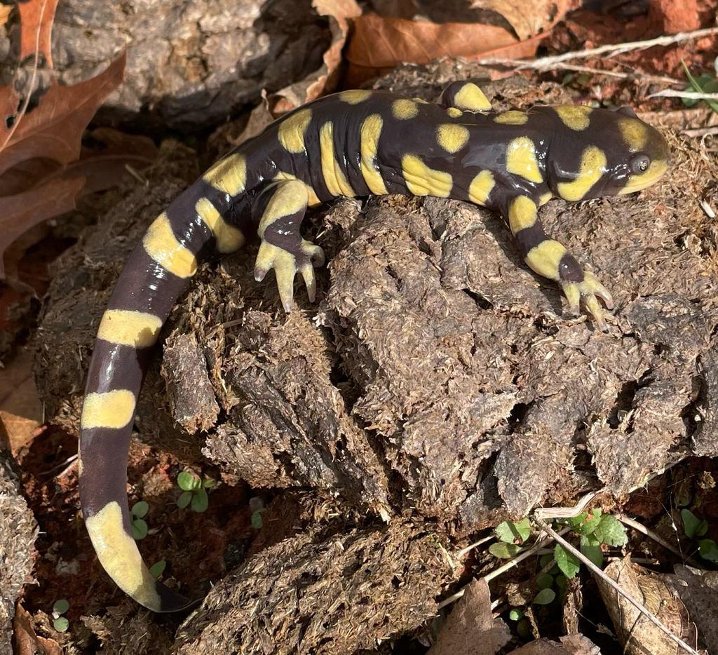 Barred Tiger Salamander from Oklahoma City on December 24, 2023 at 02: ...
