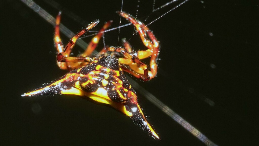 Hasselt's Spiny Spider from Biodiversity Park, Mollem, Goa on December ...