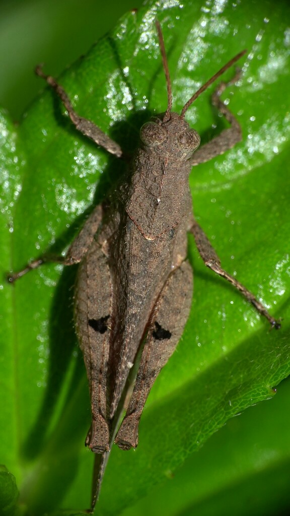 Coptacra punctaria from Biodiversity Park, Mollem, Goa on December 12 ...