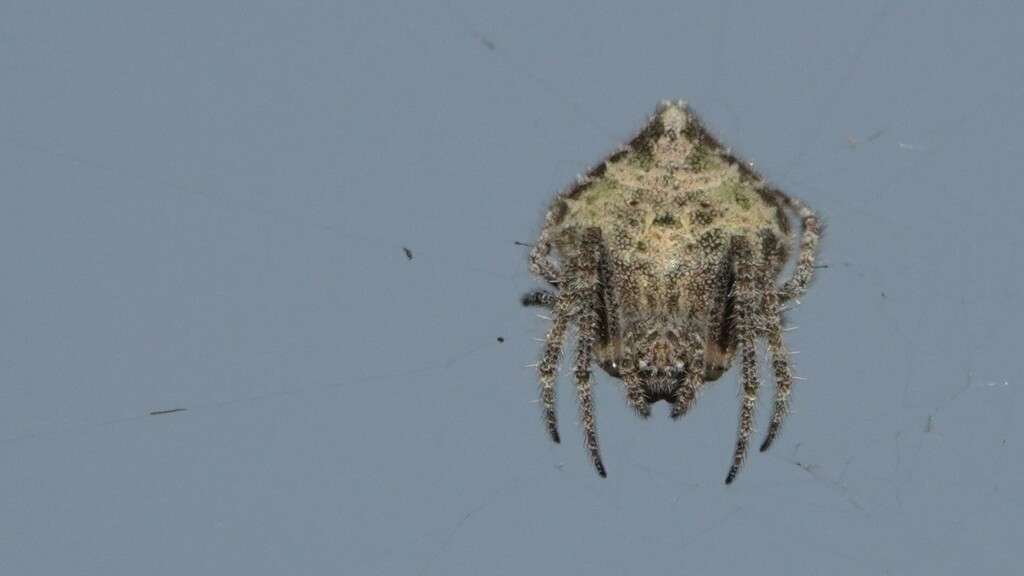 Laglaise's Garden Spider from Biodiversity Park, Mollem, Goa on ...