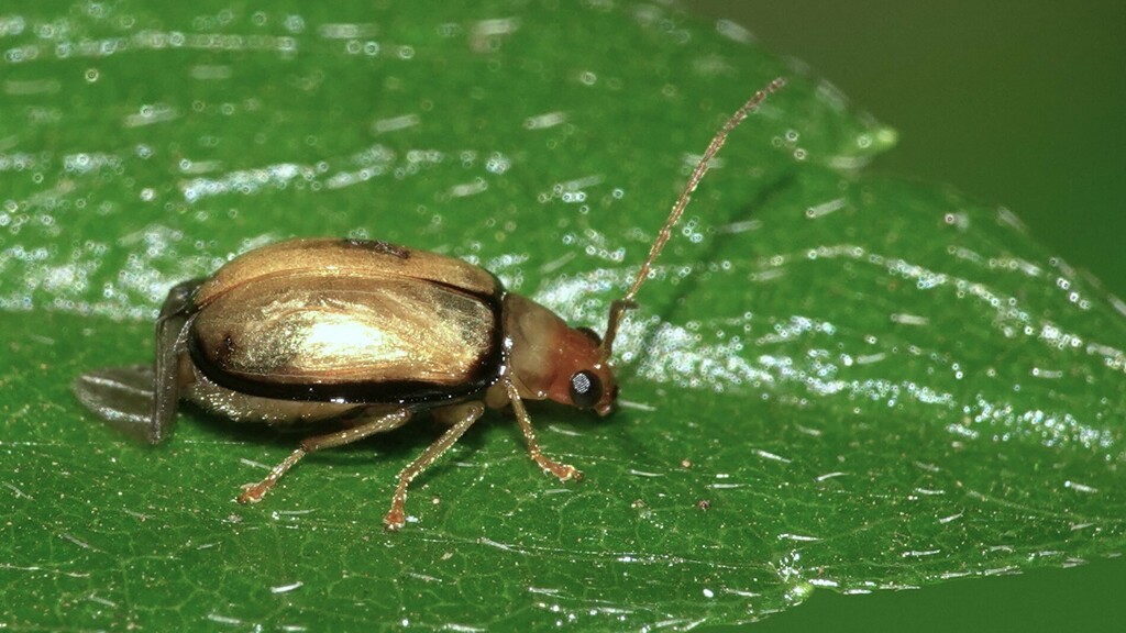 Monolepta from Biodiversity Park, Mollem, Goa on December 12, 2023 at ...