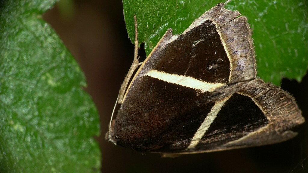 Triangular-striped moth from Biodiversity Park, Mollem, Goa on December ...