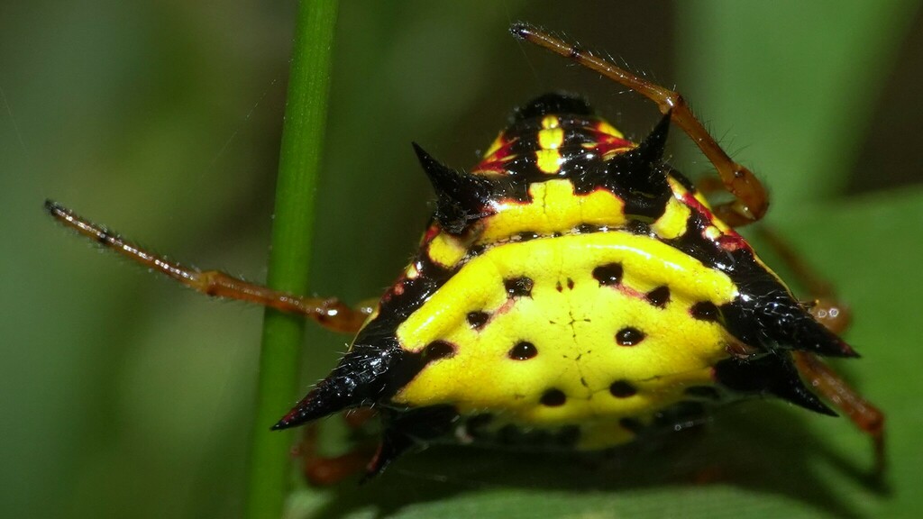 Hasselt's Spiny Spider from Biodiversity Park, Mollem, Goa on December ...