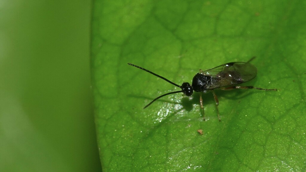 Cabbage White Parasitoid Wasp from Biodiversity Park, Mollem, Goa on ...