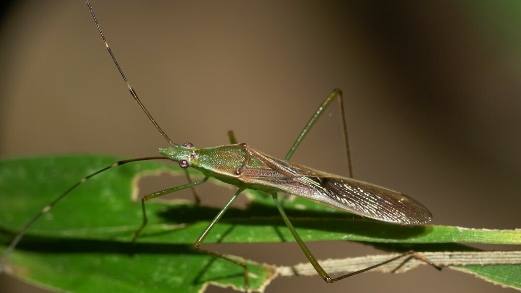 Paddy Bug from Biodiversity Park, Mollem, Goa on December 12, 2023 at ...