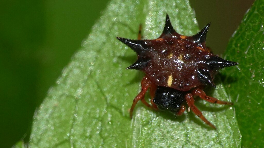 Hasselt's Spiny Spider from Biodiversity Park, Mollem, Goa on December ...