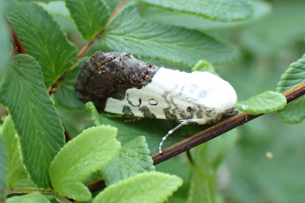 Poop Droplet from Mhlatikop Trail, Malelane, South Africa on December ...