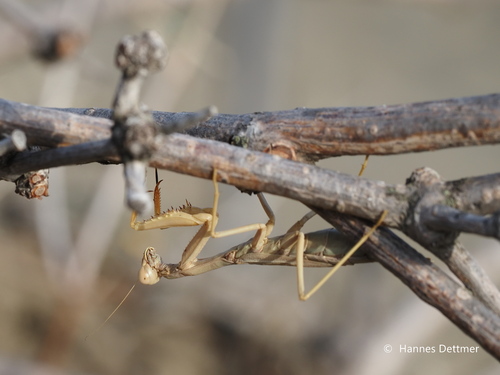 Observations by hannesdettmer08058 · iNaturalist