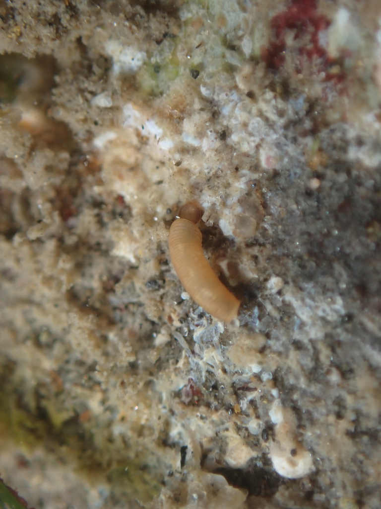 Caecum from San Diego, CA, USA on December 24, 2023 at 03:09 PM by ...