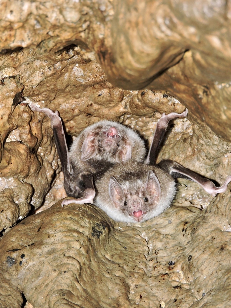 Common Vampire Bat from Nocaima, Cundinamarca, Colombia on December 24 ...