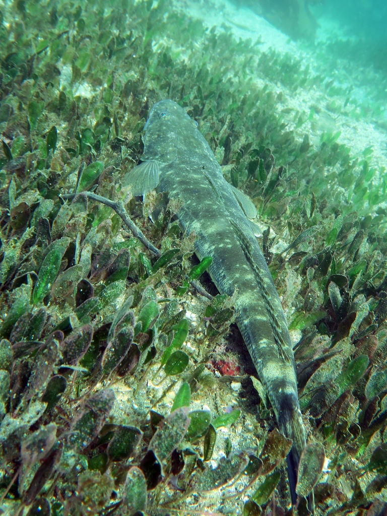 Dusky Flathead (Platycephalus fuscus) - Marine Life Identification