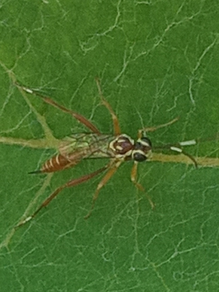 Cryptinae from Centro, Sumaré - SP, Brasil on December 25, 2023 at 10: ...