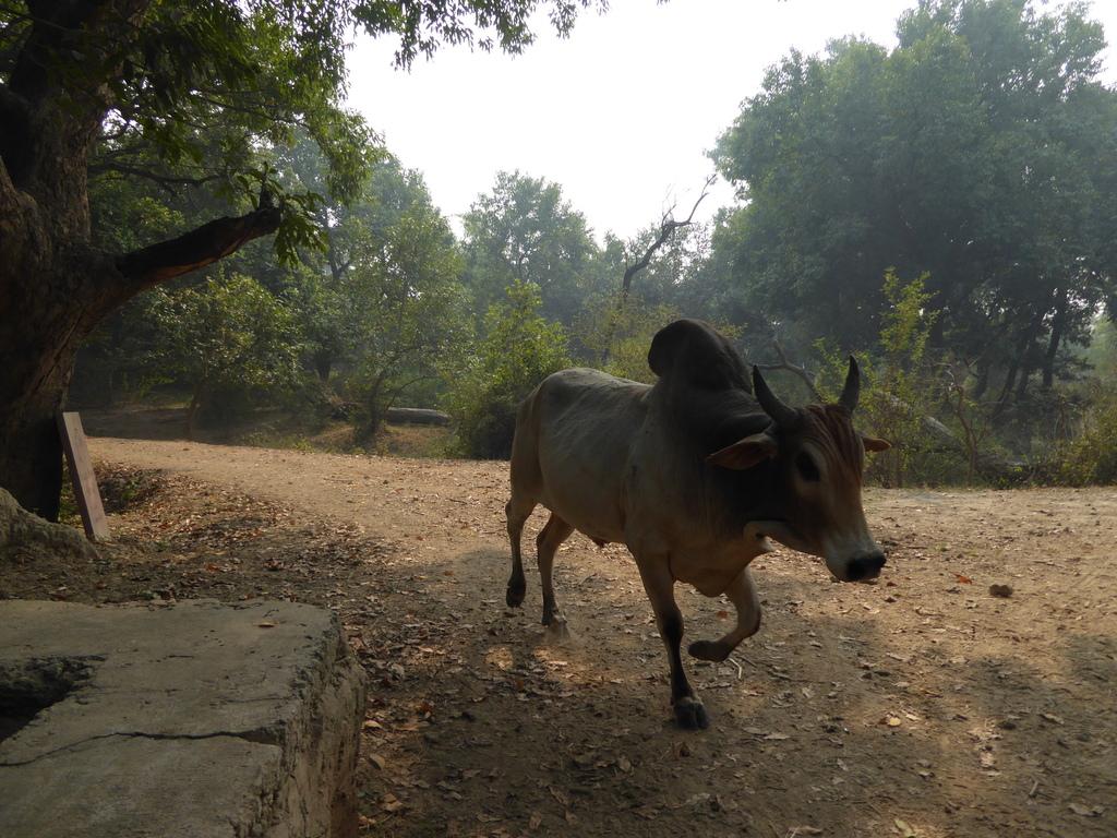 Zebu from Shreenagar Rural, Rajasthan, India on November 5, 2014 at 10: ...