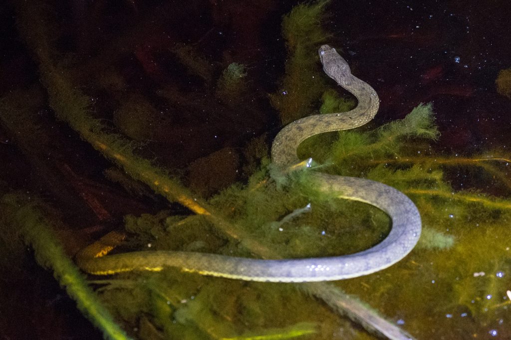 Southeast Asian Bockadam from Siberut Island, Mentawai Islands Regency ...