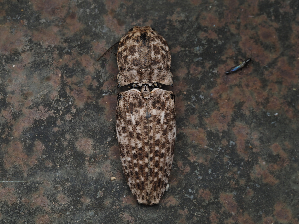 Cryptalaus nubilus from Borneo Kiim Resort, Tambunan, Sabah, Malaysia ...