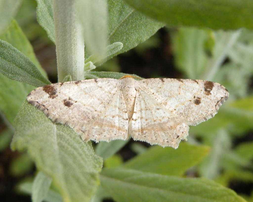 Red-headed Inchworm Moth from Long Island, Southold, NY, US on July 19 ...