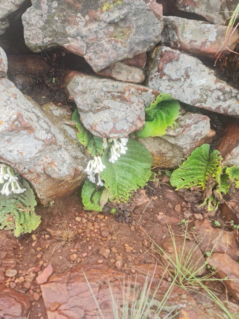 Streptocarpus vandeleurii from Merafong City Local Municipality, South ...