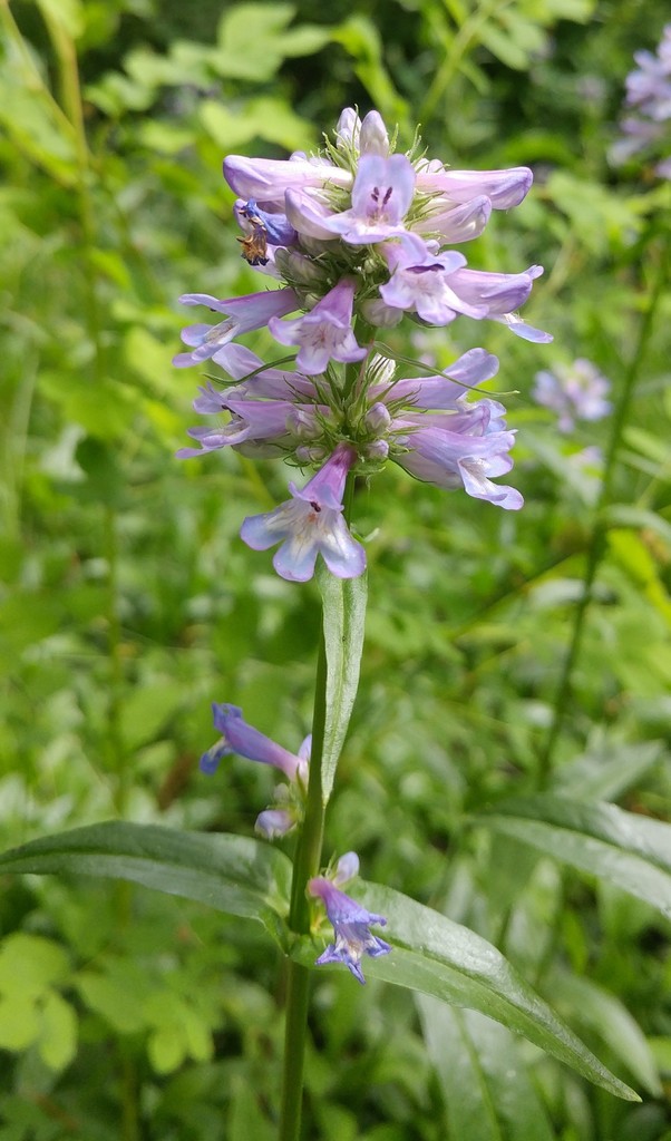 tall western penstemon (Penstemon hesperius) - Botanical Realm