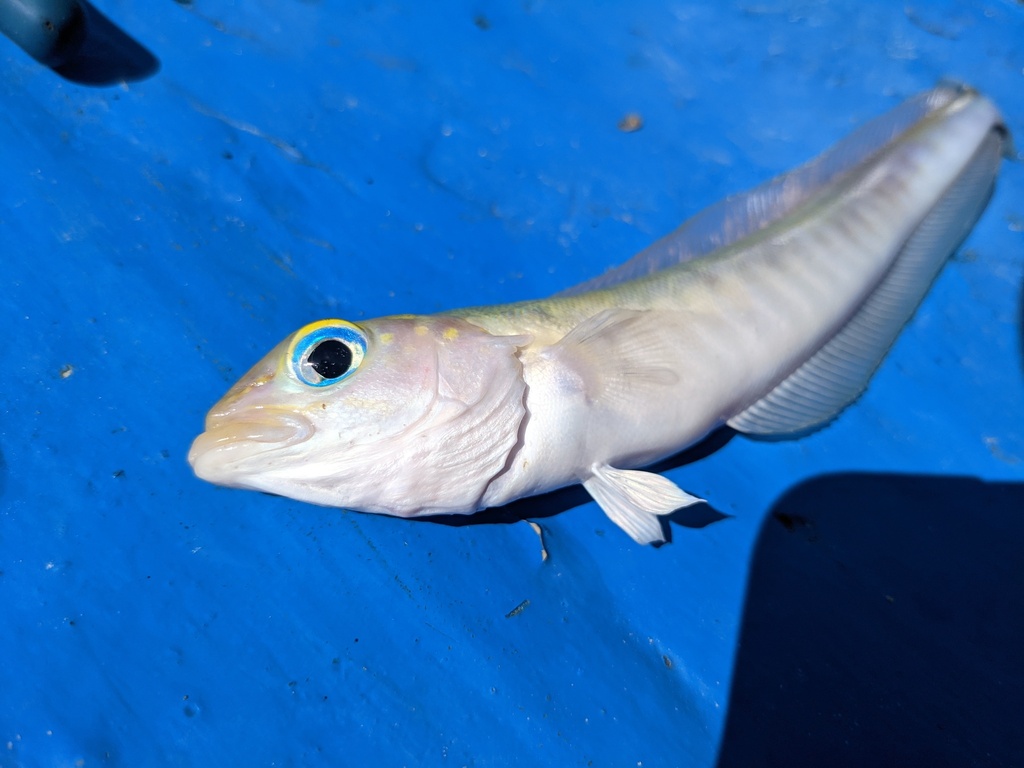 Flagtail Blanquillo in August 2023 by Michael Verdirame · iNaturalist