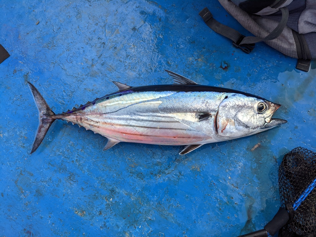 Skipjack Tuna in August 2023 by Michael Verdirame · iNaturalist