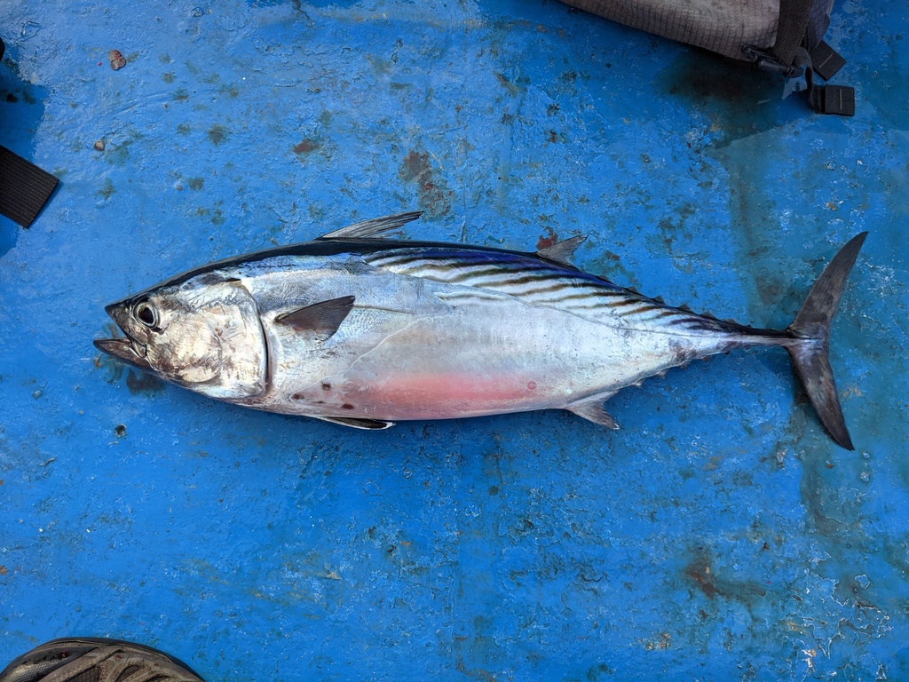Mackerel Tuna in August 2023 by Michael Verdirame · iNaturalist